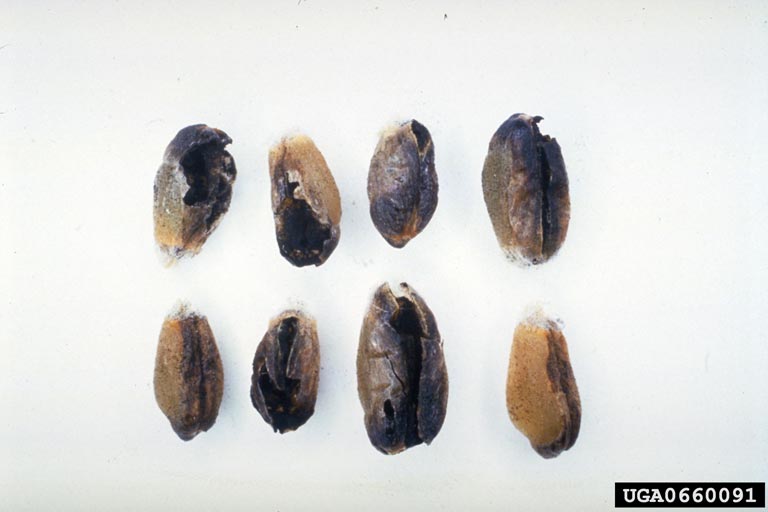 karnal bunt (Tilletia indica Mitra)