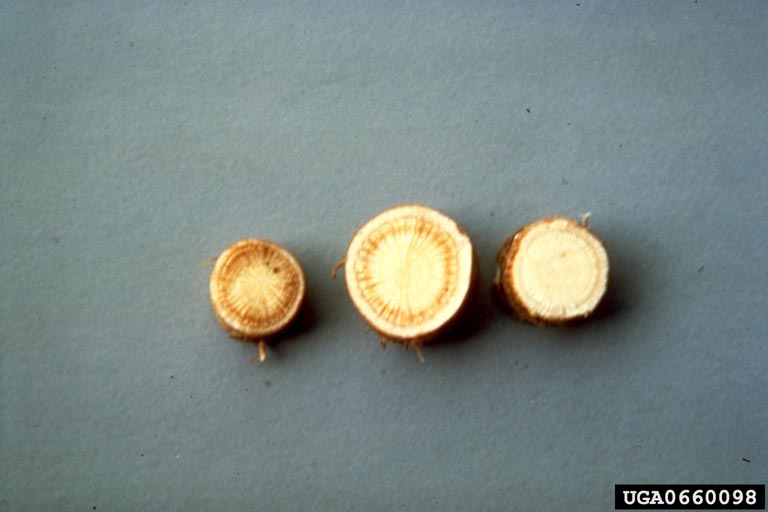 bacterial wilt (Clavibacter michiganensis ssp. insidiosus)