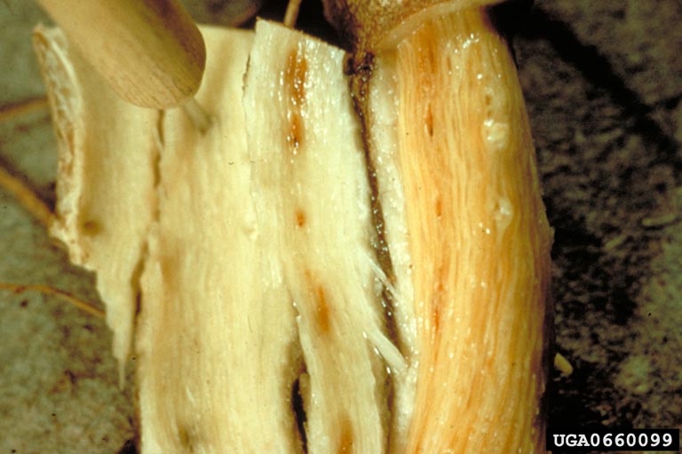 bacterial wilt (Clavibacter michiganensis ssp. insidiosus)