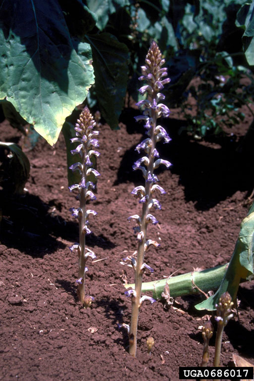 sunflower broomrape (Orobanche cumana Wallr.) - 0686017