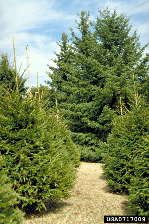 Cooley spruce gall adelgid (Adelges cooleyi (Gillette, 1907))