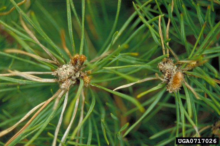 Nantucket pine tip moth (Rhyacionia frustrana (Scudder, 1880))