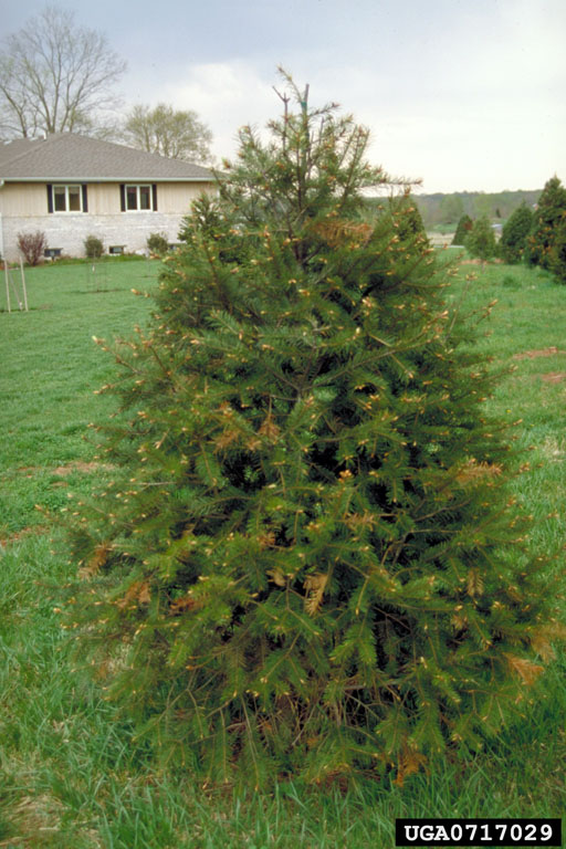 pales weevil (Hylobius pales)