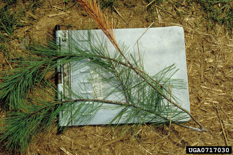 pales weevil (Hylobius pales (Herbst, 1797))