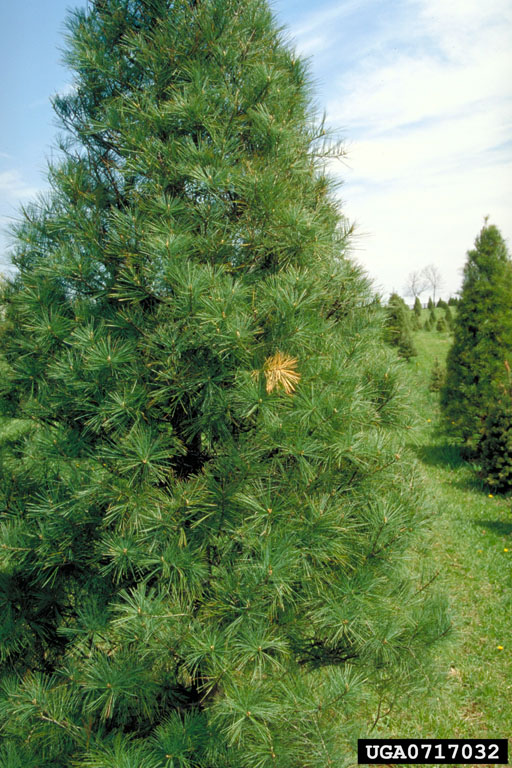 pales weevil (Hylobius pales)