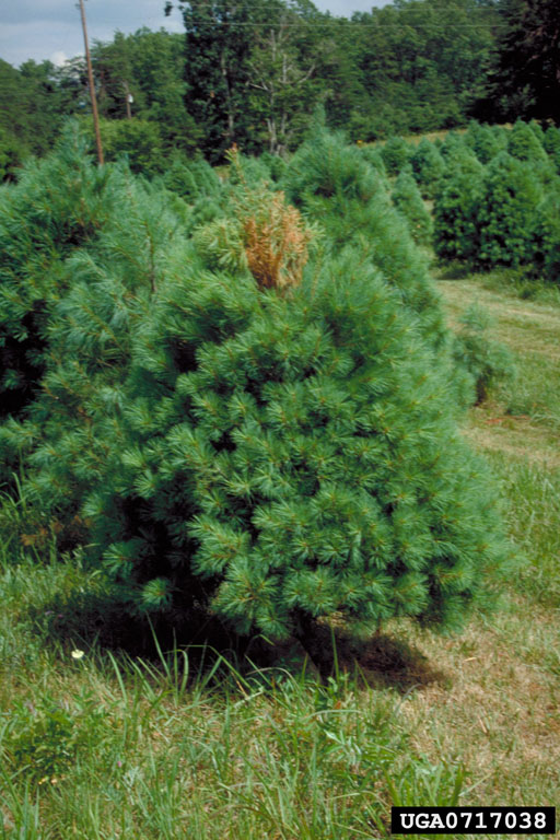 white pine weevil (Pissodes strobi)