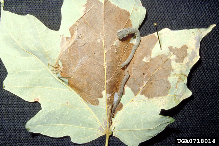 maple trumpet skeletonizer (Catastega aceriella Clemens, 1861)