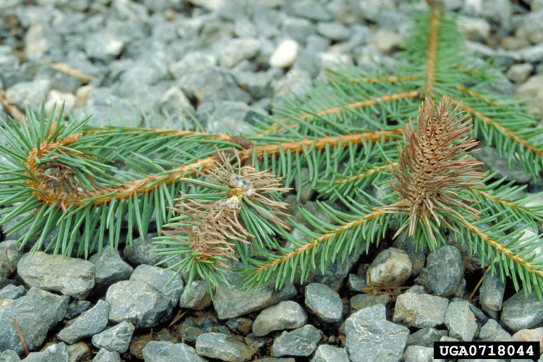 Cooley spruce gall adelgid (Adelges cooleyi)