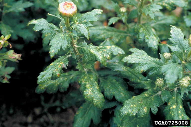 chrysanthemum white rust (Puccinia horiana)