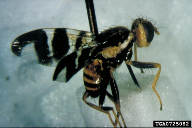 walnut husk fly (Rhagoletis completa)