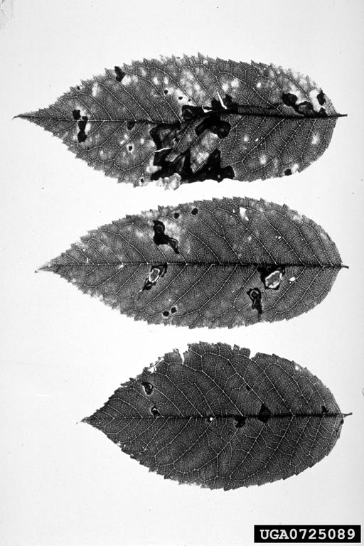 cherry necrotic rusty mottle virus (CNRMV) (Foveavirus Cherry necrotic ...