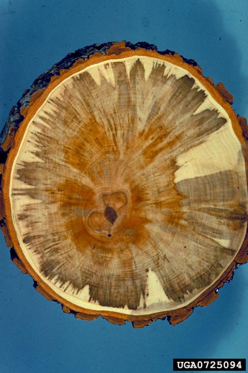 Sapstreak disease of maple (Ceratocystis virescens (R.W. Davidson) C ...