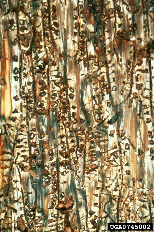 small southern pine engraver (Ips avulsus (Eichhoff, 1868))