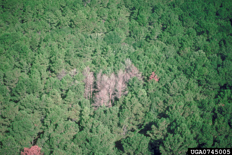 southern pine beetle (Dendroctonus frontalis)