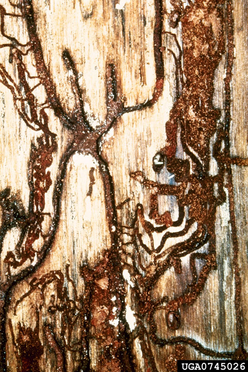 sixspined ips, Ips calligraphus (Coleoptera: Curculionidae) - 0745026