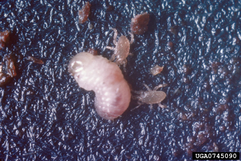 Macrocheles mites (Genus Macrocheles)