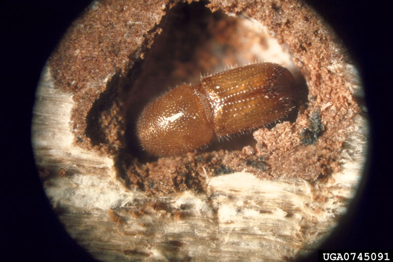 small southern pine engraver (Ips avulsus (Eichhoff, 1868))