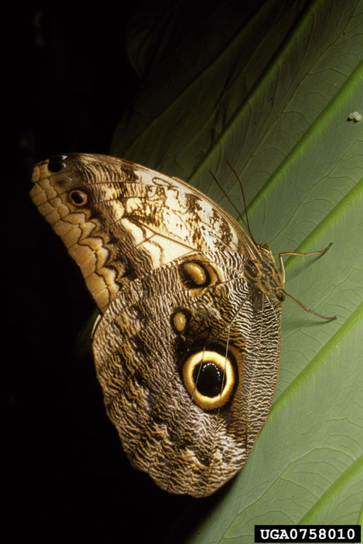 owl butterflies (Genus Caligo)