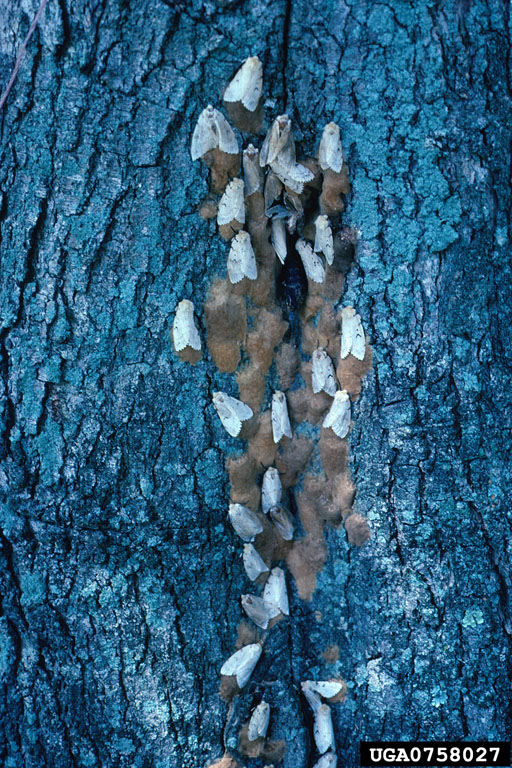 spongy moth (formerly gypsy moth) (Lymantria dispar (Linnaeus))