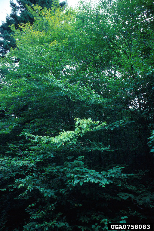 beech scale (Cryptococcus fagisuga Lindinger)