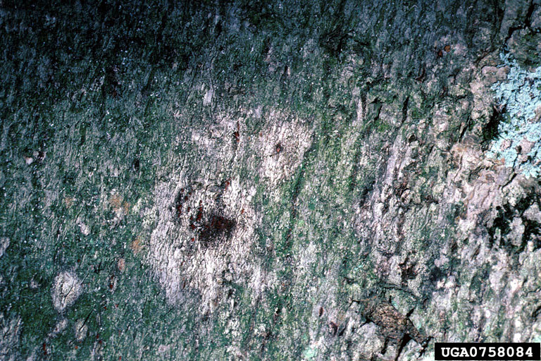 beech scale (Cryptococcus fagisuga Lindinger)