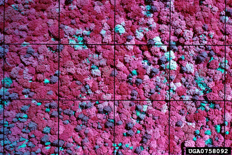 Neonectria coccinea (Pers.) Rossman & Samuels