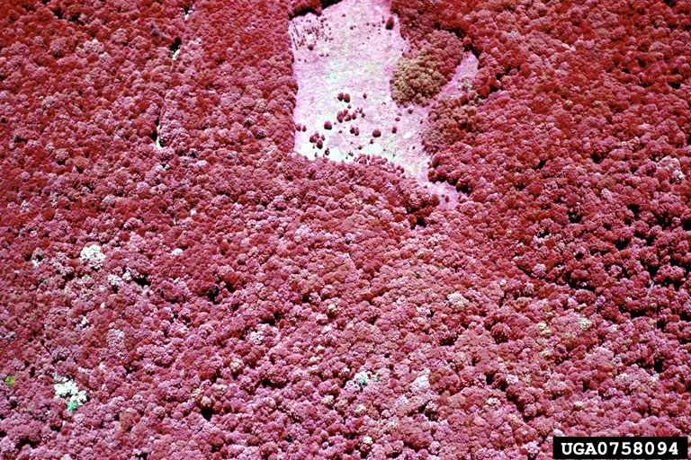 Nectria coccinea (Pers.) Fr. (Synonym for Neonectria coccinea (Pers ...