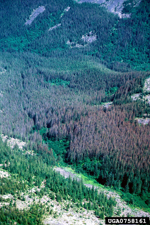 western spruce budworm (Choristoneura occidentalis (Walsingham, 1891))