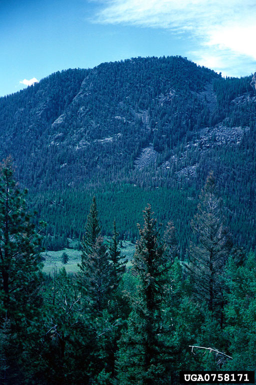 western spruce budworm (Choristoneura occidentalis)