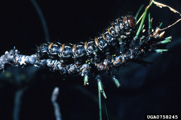 pandora moth (Coloradia pandora Blake)