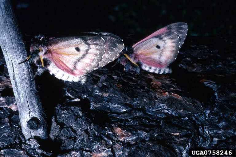 pandora moth (Coloradia pandora Blake)