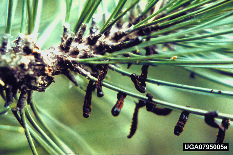 European pine sawfly (Neodiprion sertifer (Geoffroy))