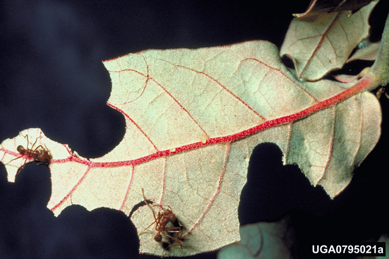 Texas leaf-cutter ant (Atta texana)