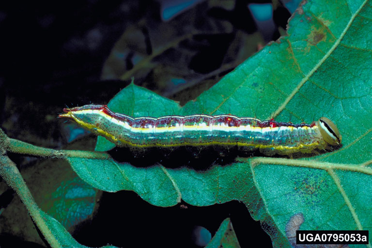 variable oakleaf caterpillar (Lochmaeus manteo Doubleday)