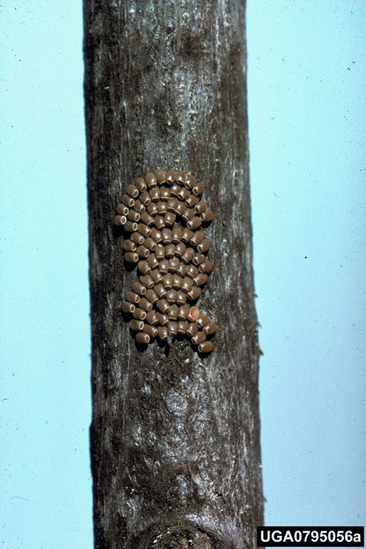 Elm Spanworm (Ennomos subsignaria Hubner) - Bugwoodwiki