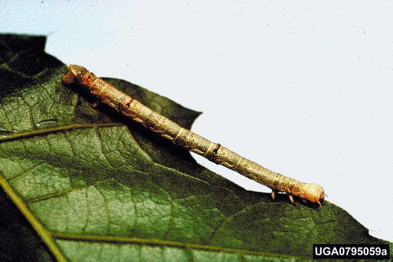 elm spanworm (Ennomos subsignaria)