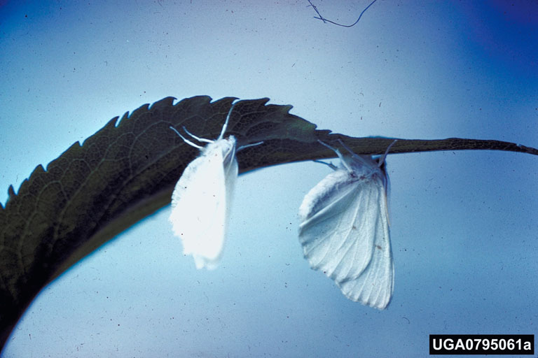 Elm Spanworm (Ennomos subsignaria Hubner) - Bugwoodwiki