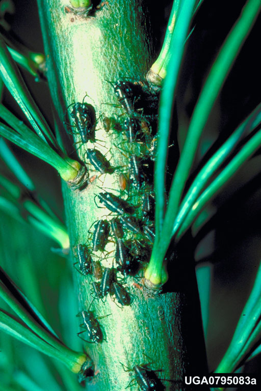 white pine aphid (Cinara strobi (Fitch, 1851)) - 0795083