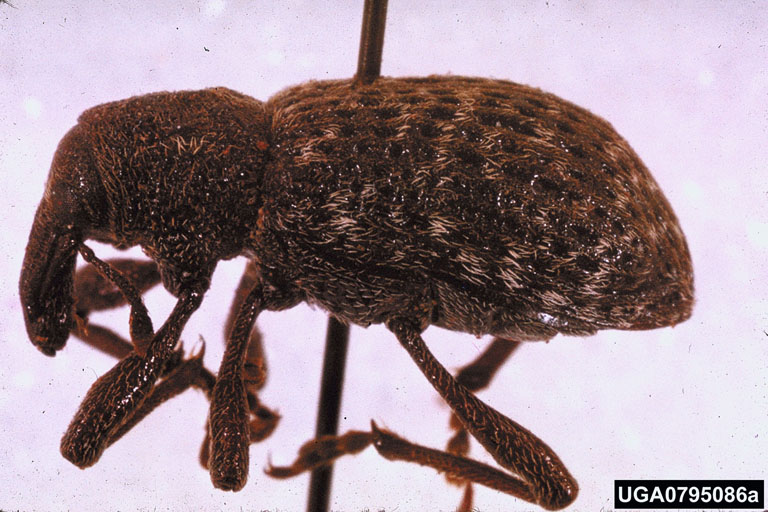 Warren root collar weevil (Hylobius warreni Wood, 1957)