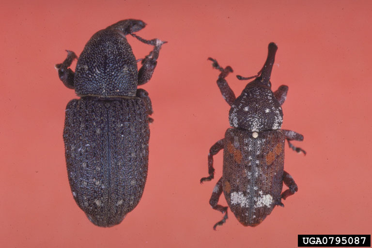 pales weevil (Hylobius pales)
