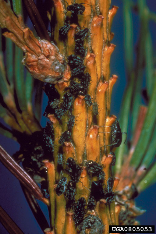 giant conifer aphids (Genus Cinara)