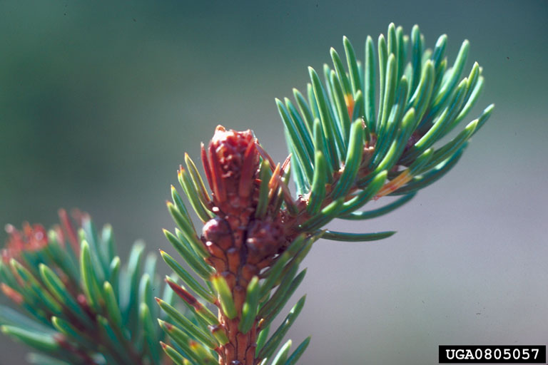 spruce bud midge (Dasineura swainei (Felt, 1914))