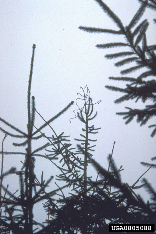 white pine weevil (Pissodes strobi (Peck, 1817))