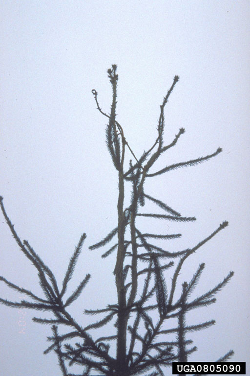 white pine weevil (Pissodes strobi (Peck, 1817))