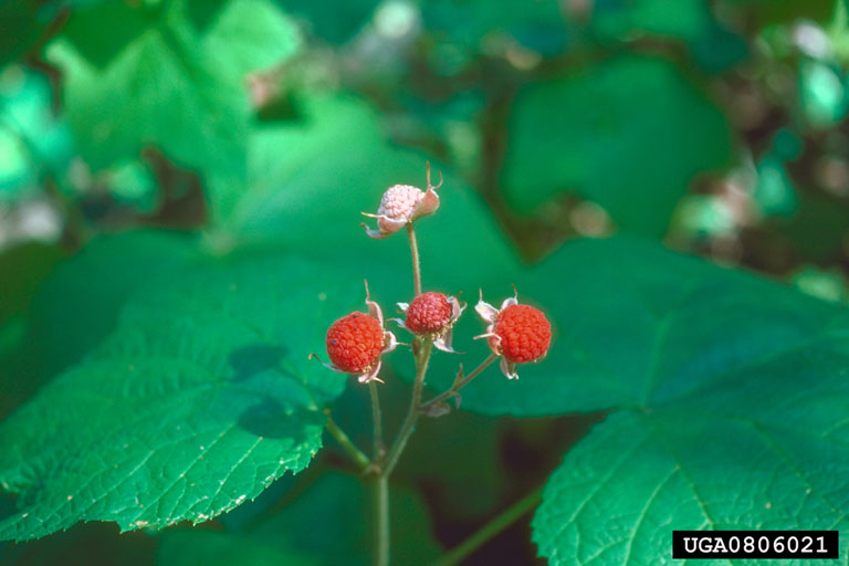 western thimbleberry (Rubus parviflorus)