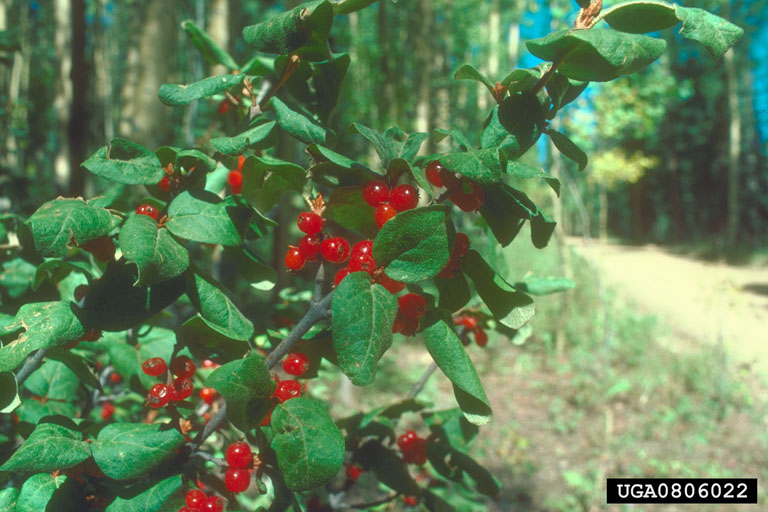 russet buffaloberry (Shepherdia canadensis)