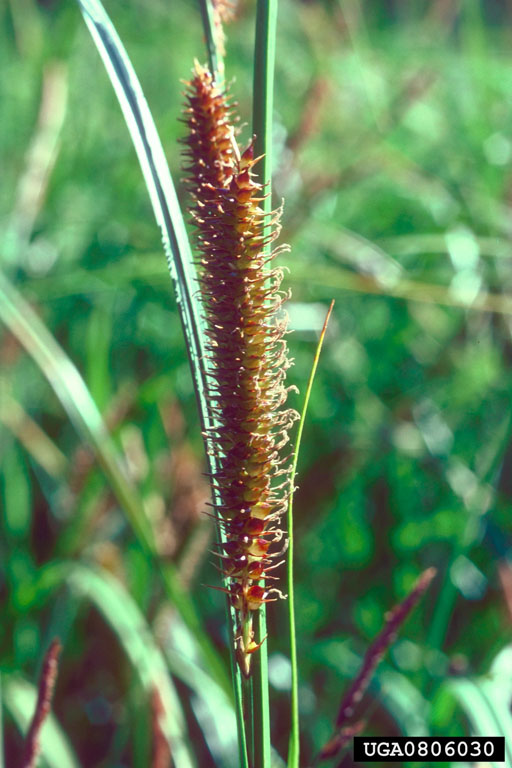 Nebraska sedge (Carex nebrascensis Dewey)