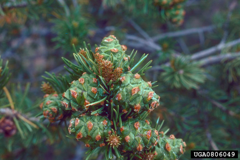 two needle pinyon (Pinus edulis Engelm.)