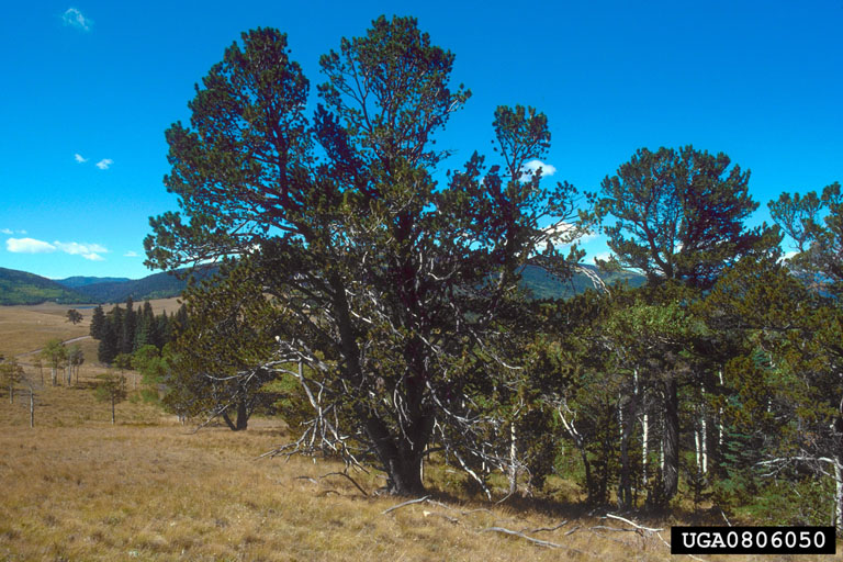 limber pine (Pinus flexilis James)
