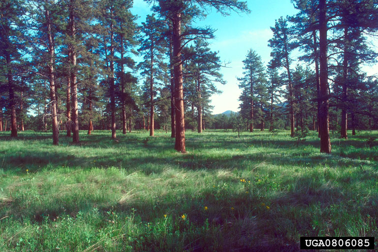 ponderosa pine, Pinus ponderosa (Pinales: Pinaceae) - 0806085
